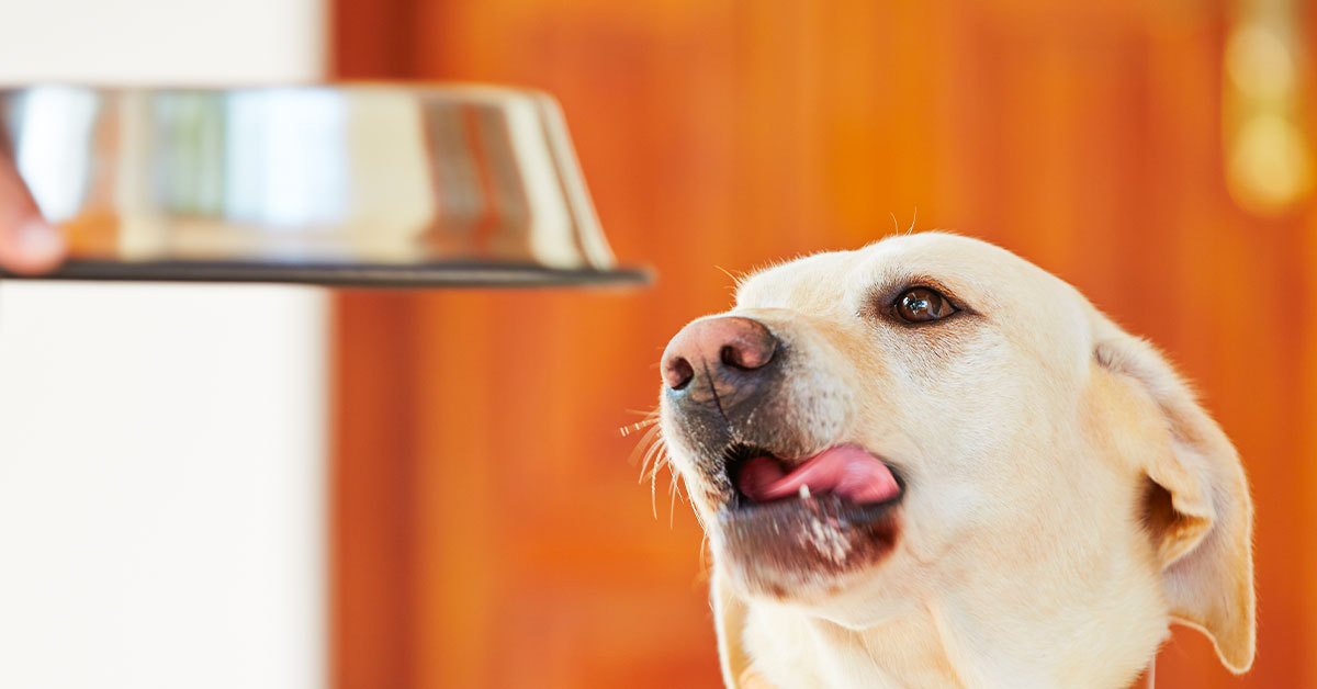 ¡Los perros pueden comer avena! Descubre por qué | Granvita